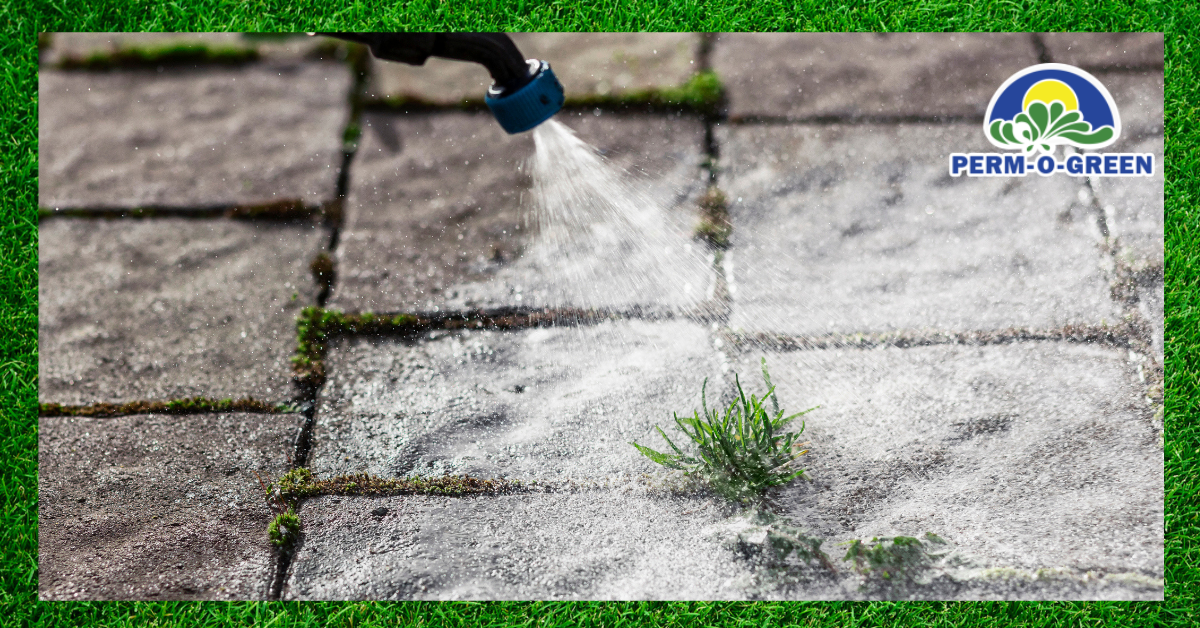 DIY Weed Control Gone Wrong: Why You Should Leave It to the Pros