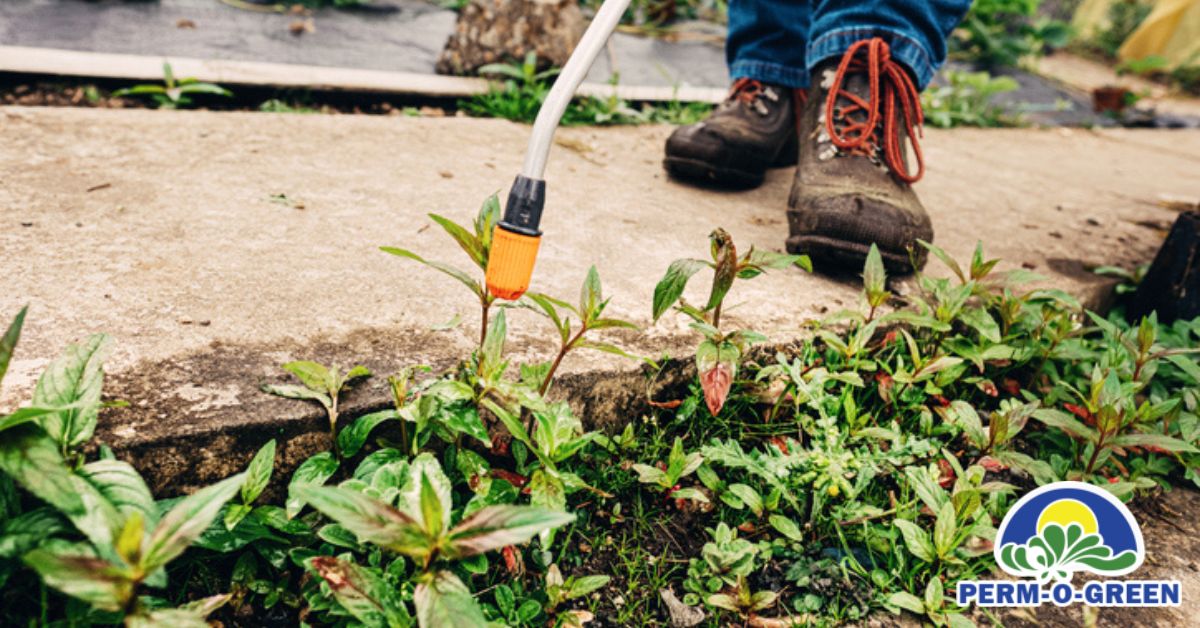 The Difference Between Pre-Emergent Weed Control and Post-Emergent Weed ...
