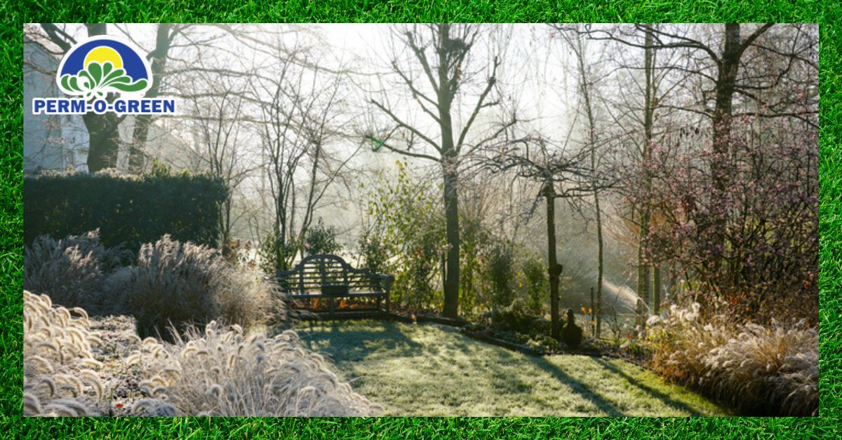Winter Tree Care Tips Everyone Should Know