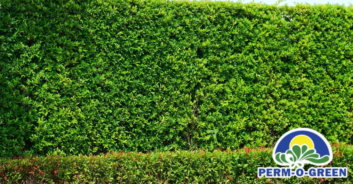 Shrub Care Tips for Winter