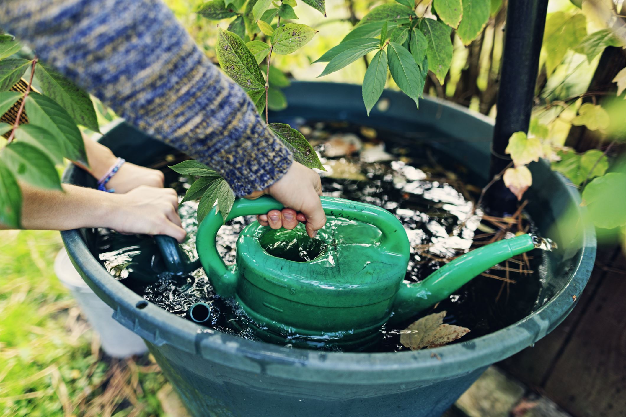 Creating a Water-Wise Garden: Tips for Sustainable Gardening
