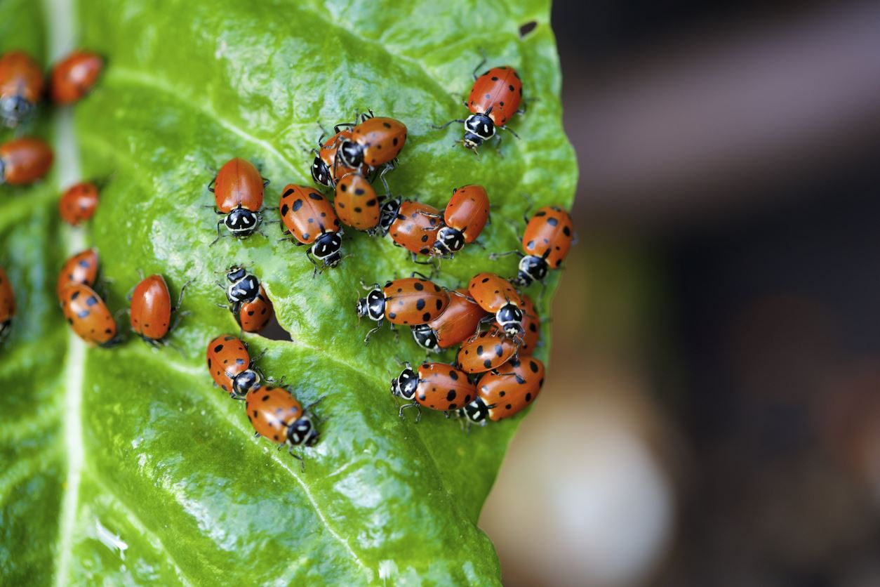 Which Pests Are Actually Good for Your Yard?
